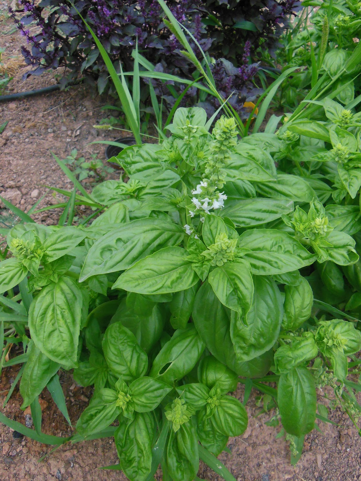 naturconsejos: ALBAHACA (Ocimum basilicum)