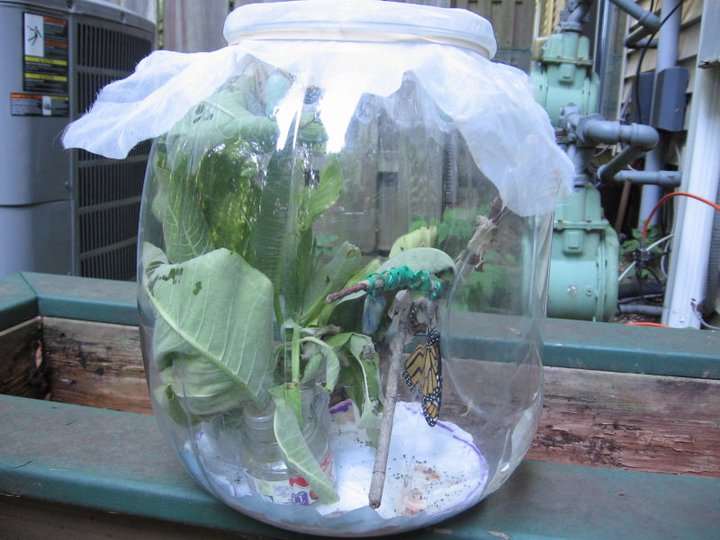Milkweed to Monarchs