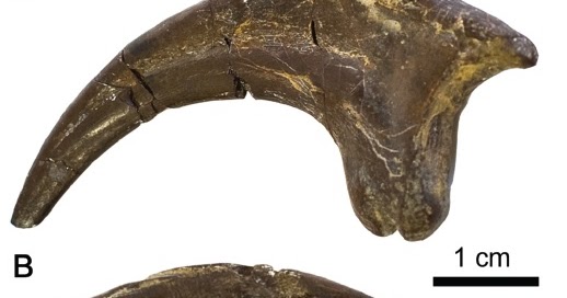 Sciency Thoughts: Boreonykus certekorum: A new species of ...