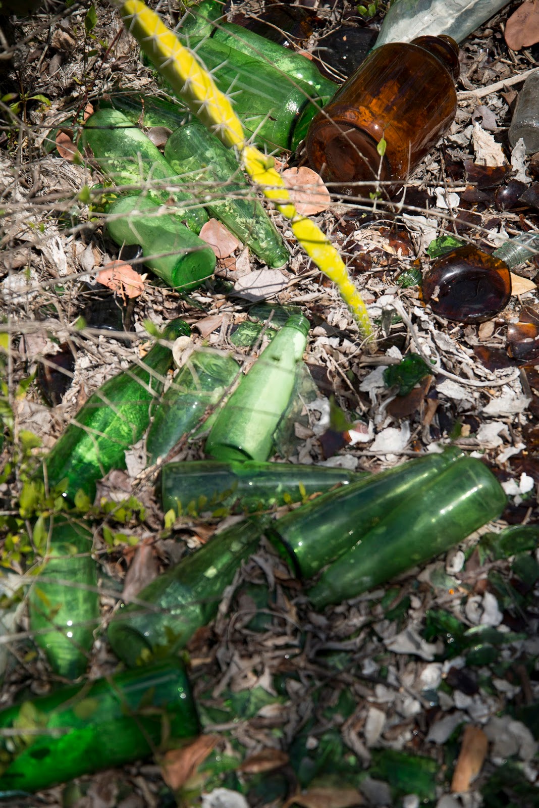 Florida Gunkholer: Dismal Key: One Very Different Island Among Ten Thousand