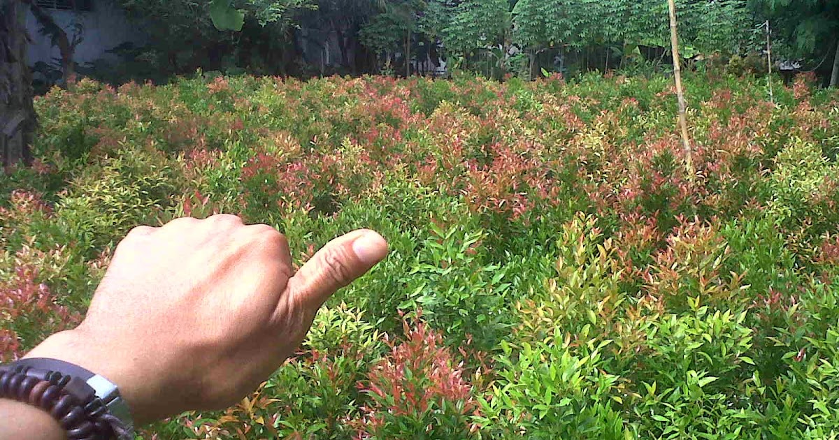 60+ indahnya pemandangan rumput rumput jagung - ZONEGAMBARKU