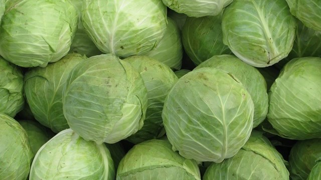 Kobis Bulat - Harbour Malaysia Group HMG2U