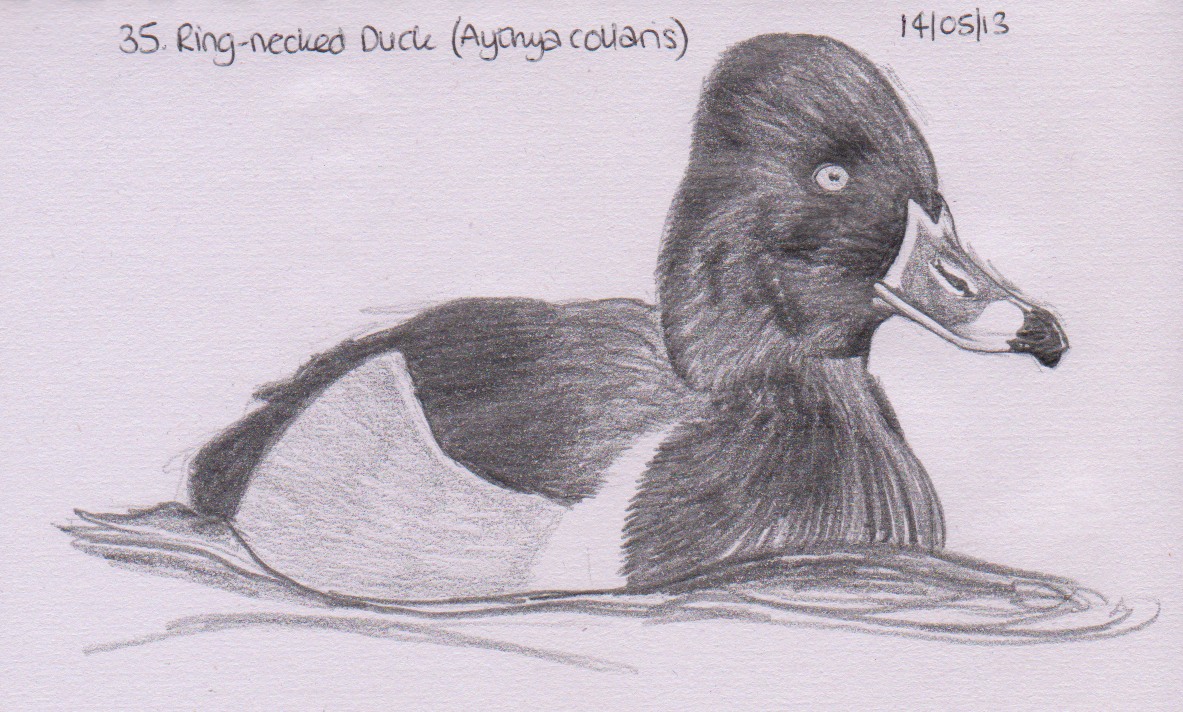 Learn.Draw.BIRD.: 35. Ring-necked Duck (Aythya collaris)