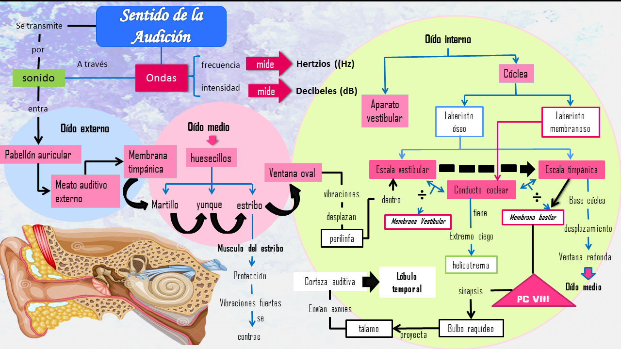 FISIOLOGÍA BÁSICA: Sentido de la Audición