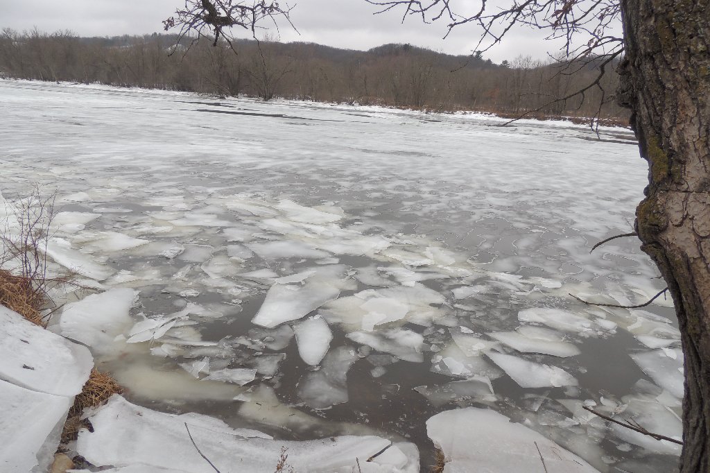 River Road Ramblings: A Drop of Sap Dripped