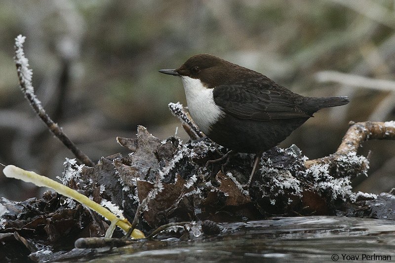 Yoav Perlman - birding, science, conservation, photography: UK day 2 ...