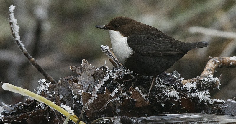 Yoav Perlman - birding, science, conservation, photography: UK day 2 ...