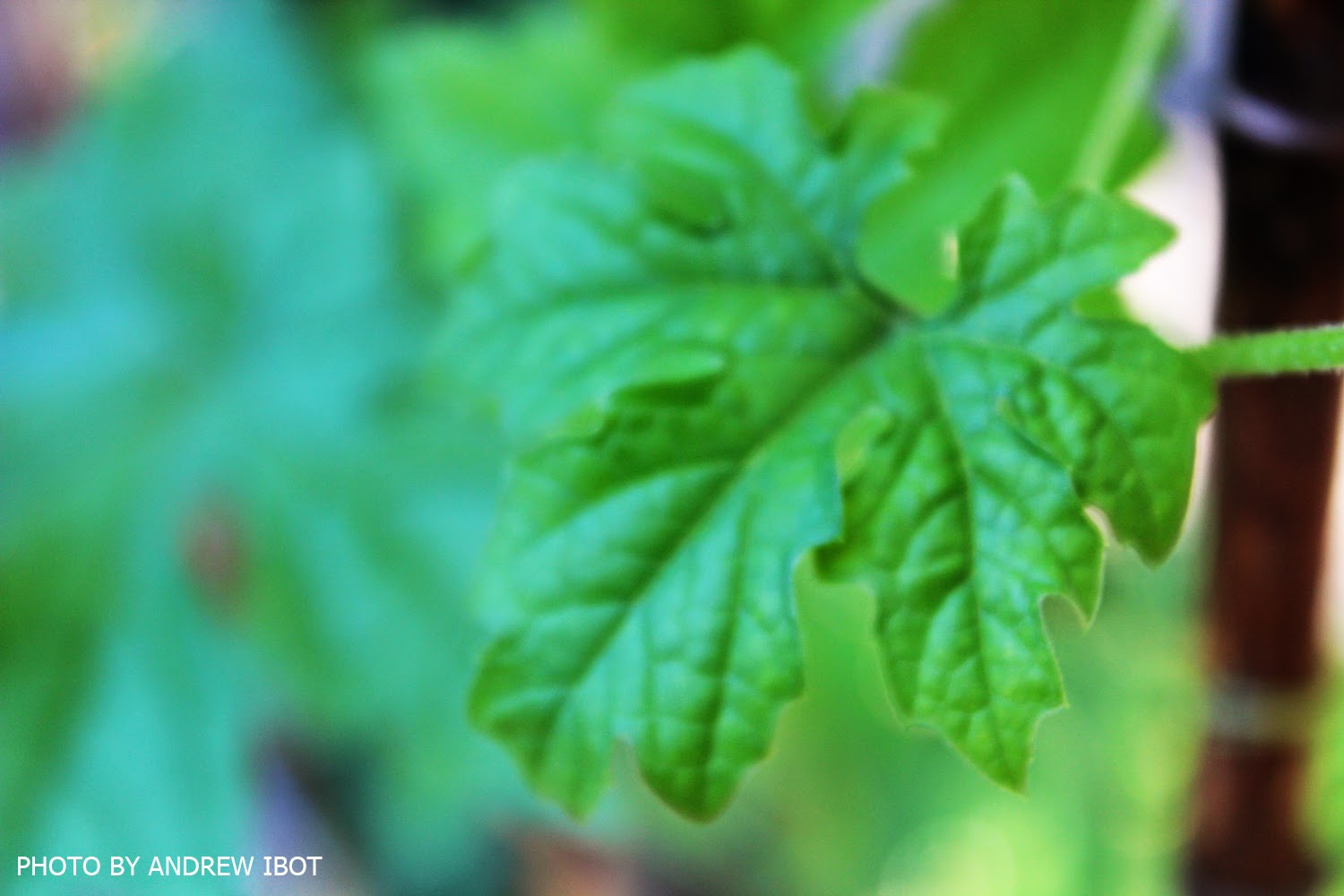 Ako si ANDREW IBOT!: Ampalaya