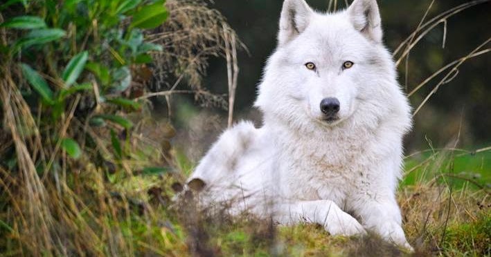 White Wolf : 30 Pictures That Will Make You Fall In Love With Wolves
