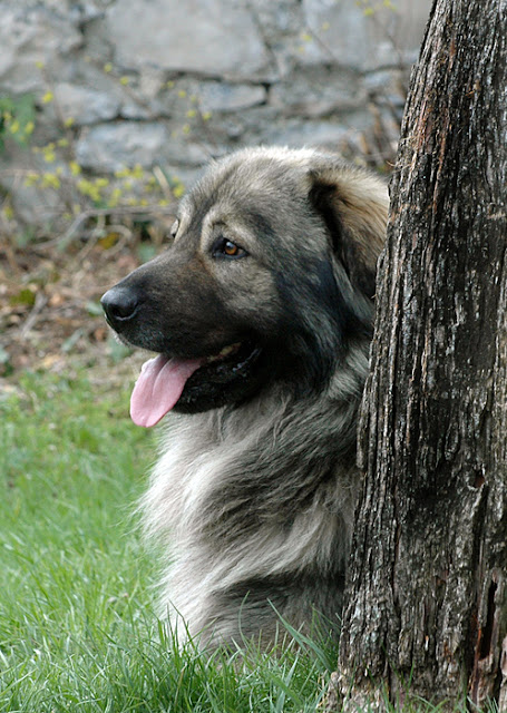 Cães & Cães: Kraski Ovcar - 05