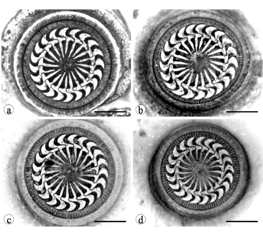 Lab Animal Vet: Answers Questions 21-30