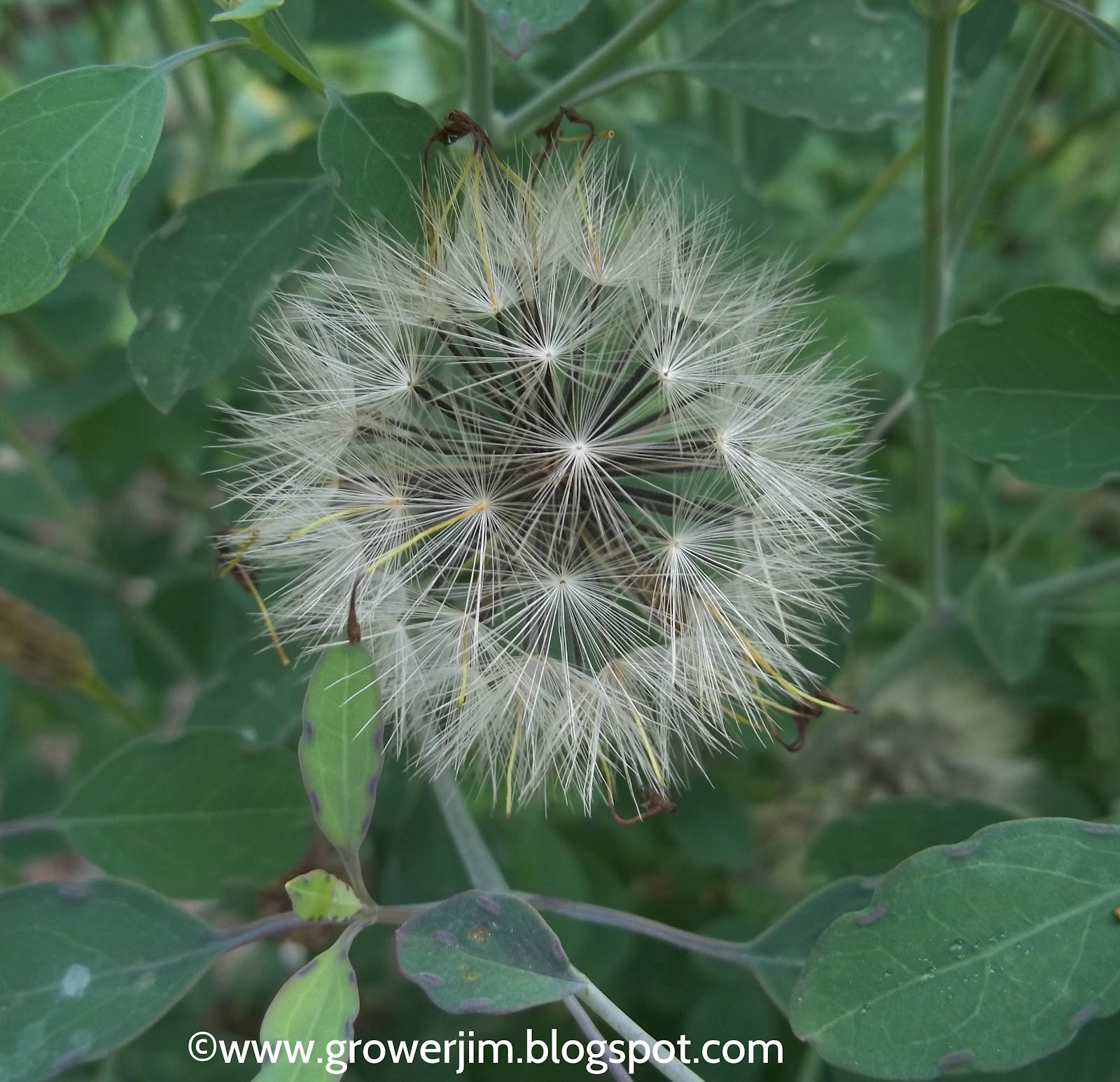 Garden Adventures: Quilquina (Porophyllum ruderale ssp. ruderale)