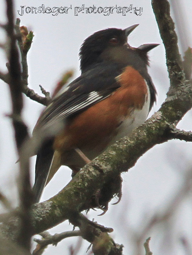 Northern Illinois Birder: Eastern Towhee; Late April Migration to ...