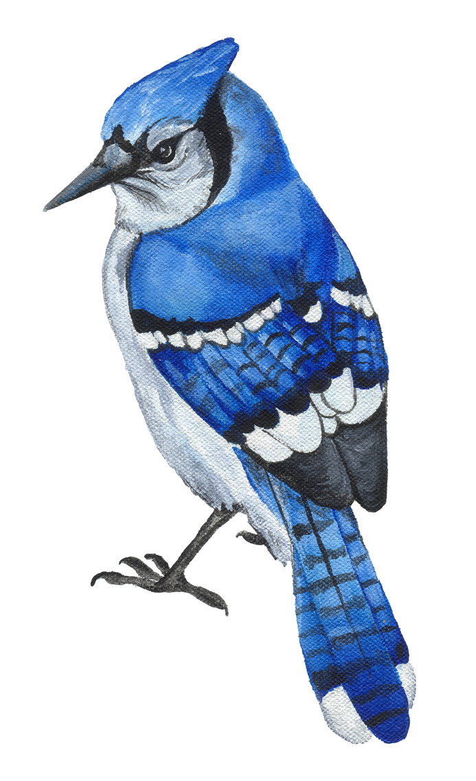 Wild life: Blue jay wallpaper | wild birds