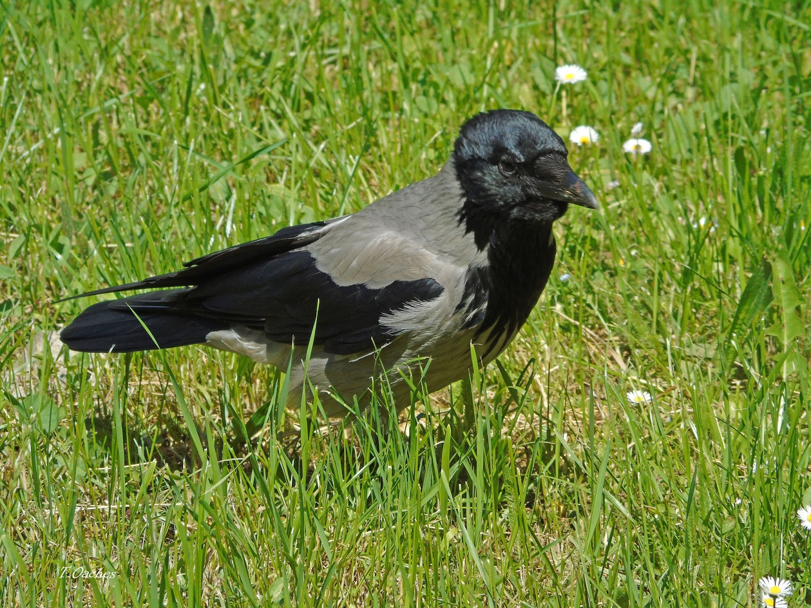PASARI DIN ROMANIA: CIOARA GRIVA, Corvus cornix