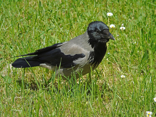 PASARI DIN ROMANIA: CIOARA GRIVA, Corvus cornix
