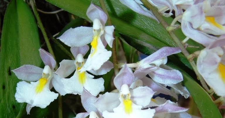 ORQUÍDEAS * BROMÉLIAS: 186 - Orquídea: Rodriguezia bracteata
