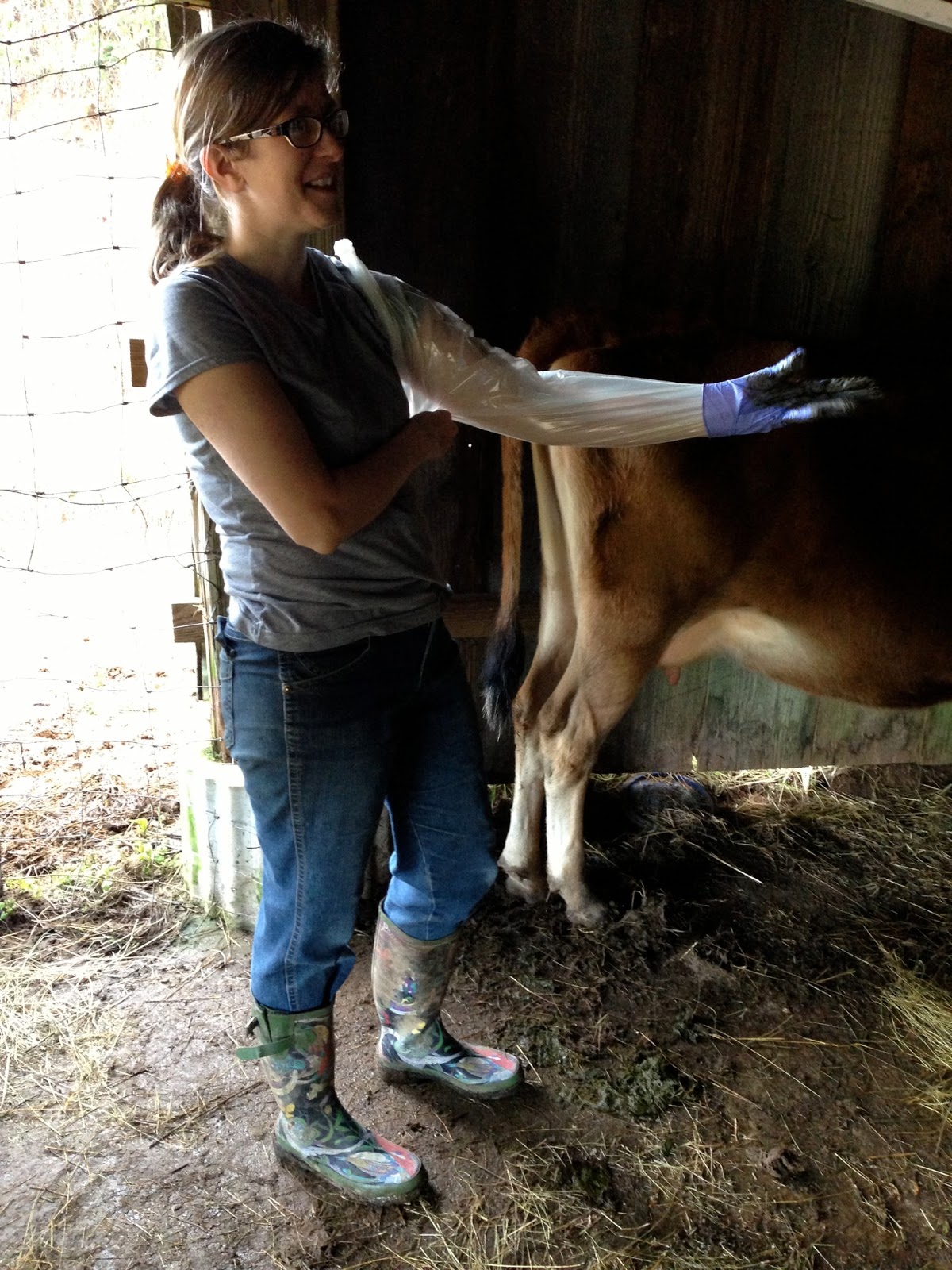 Small Farm Adventures: Bovine Palpation