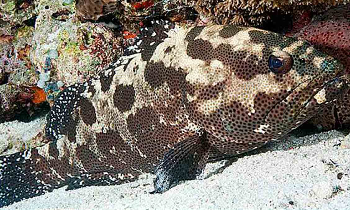 Inilah Jenis - Jenis Ikan Kerapu - Mulia Kerapu - Budidaya Ikan Kerapu ...