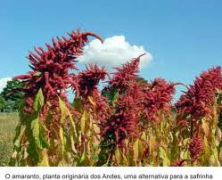 Delicias verdes: El amaranto un superalimento