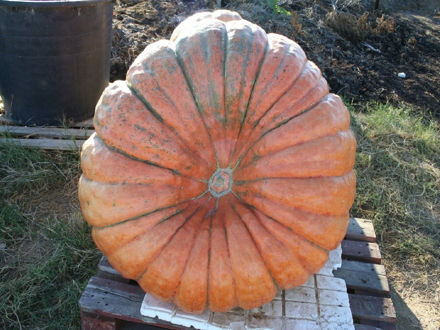 CAMINANDO: La Calabaza y la salud.