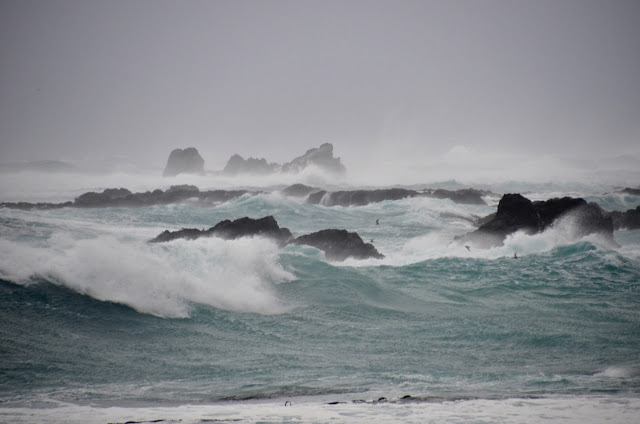 Macquarie Island Adventure: The Fabulous Furious Fifties