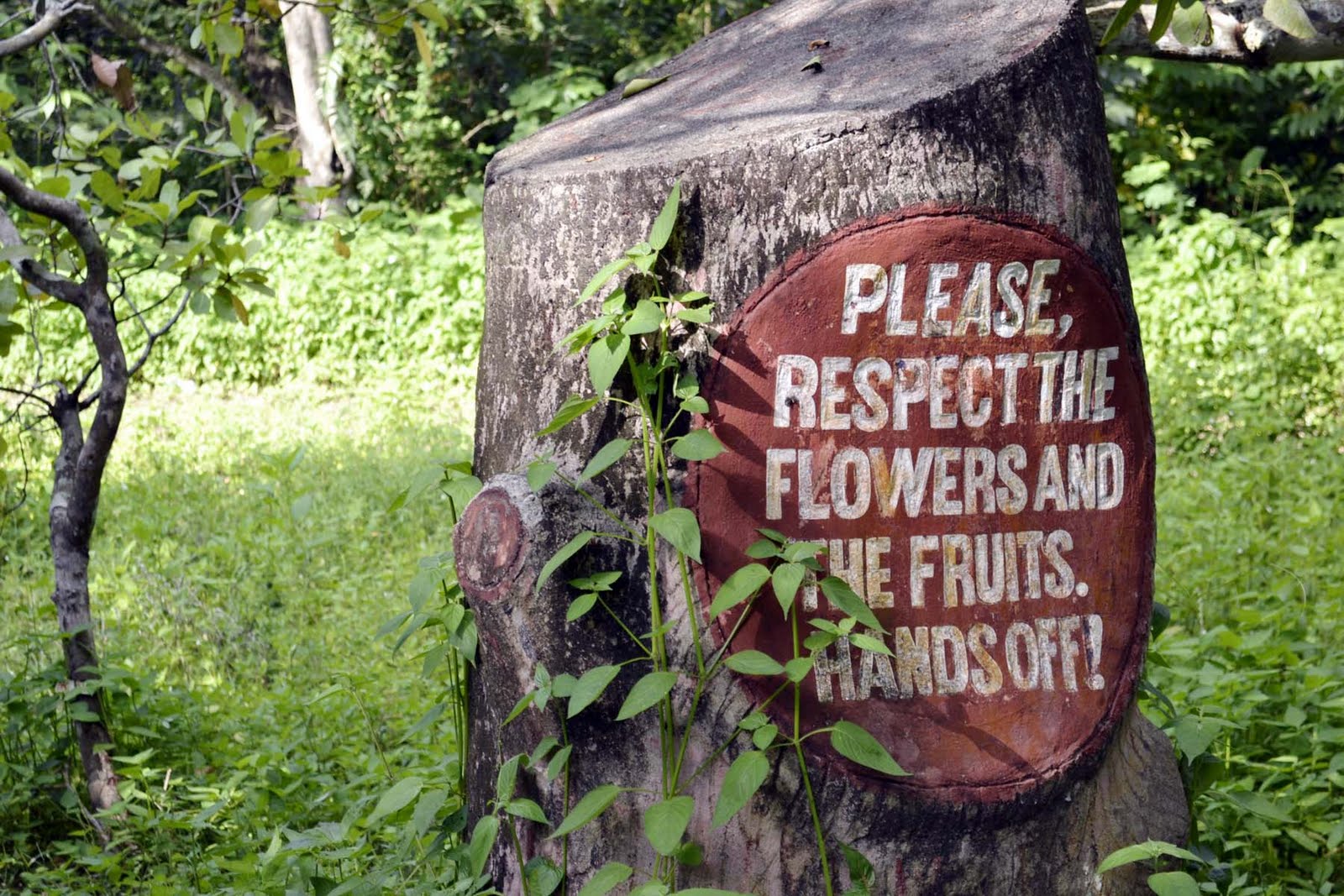 Make It Davao: Gap Farming and Orchard Resort