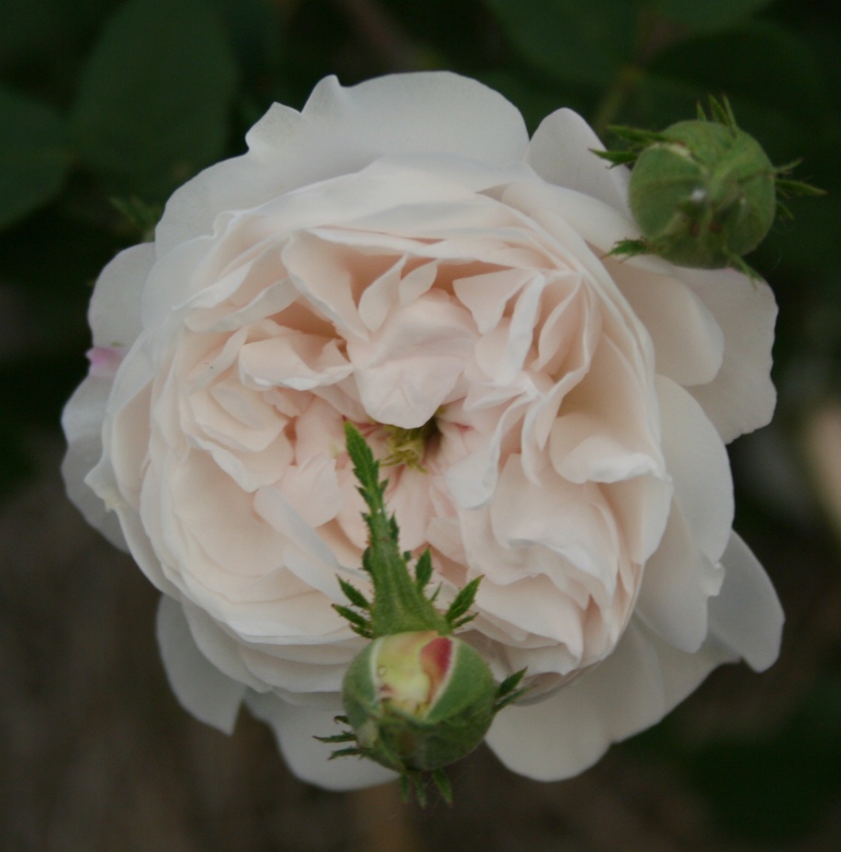 Garden Musings: Mme Plantier, I presume?