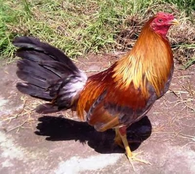 VER GALERIA DE FOTOS DE GALLOS DE PELEA DEL MUNDO: LA MEJOR RAZA DE ...