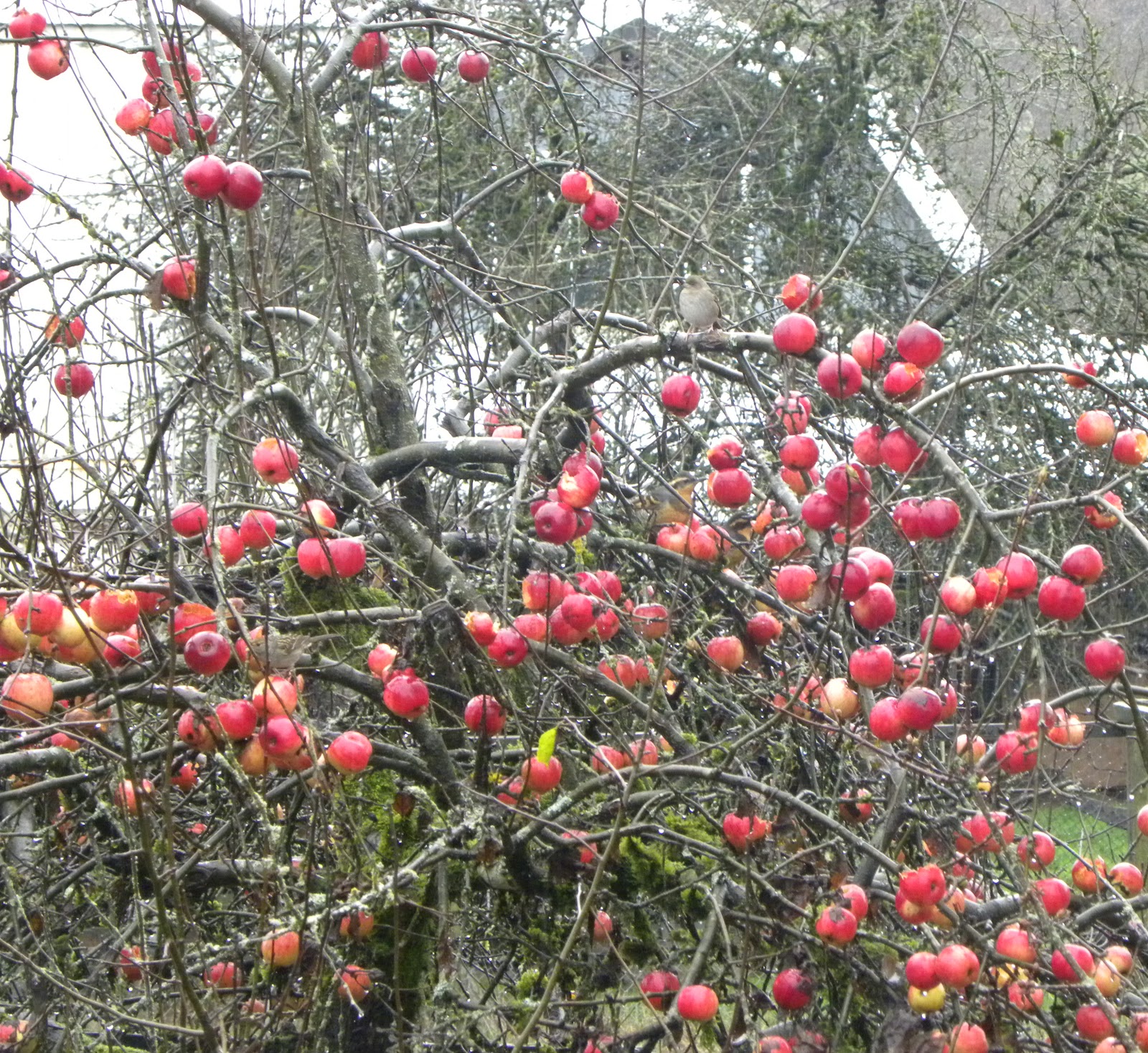 Birds: Apple Tree Birds