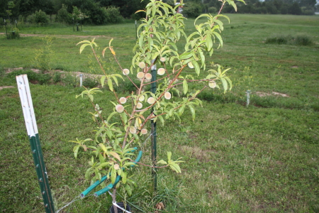Down on the Krejci Family Farm