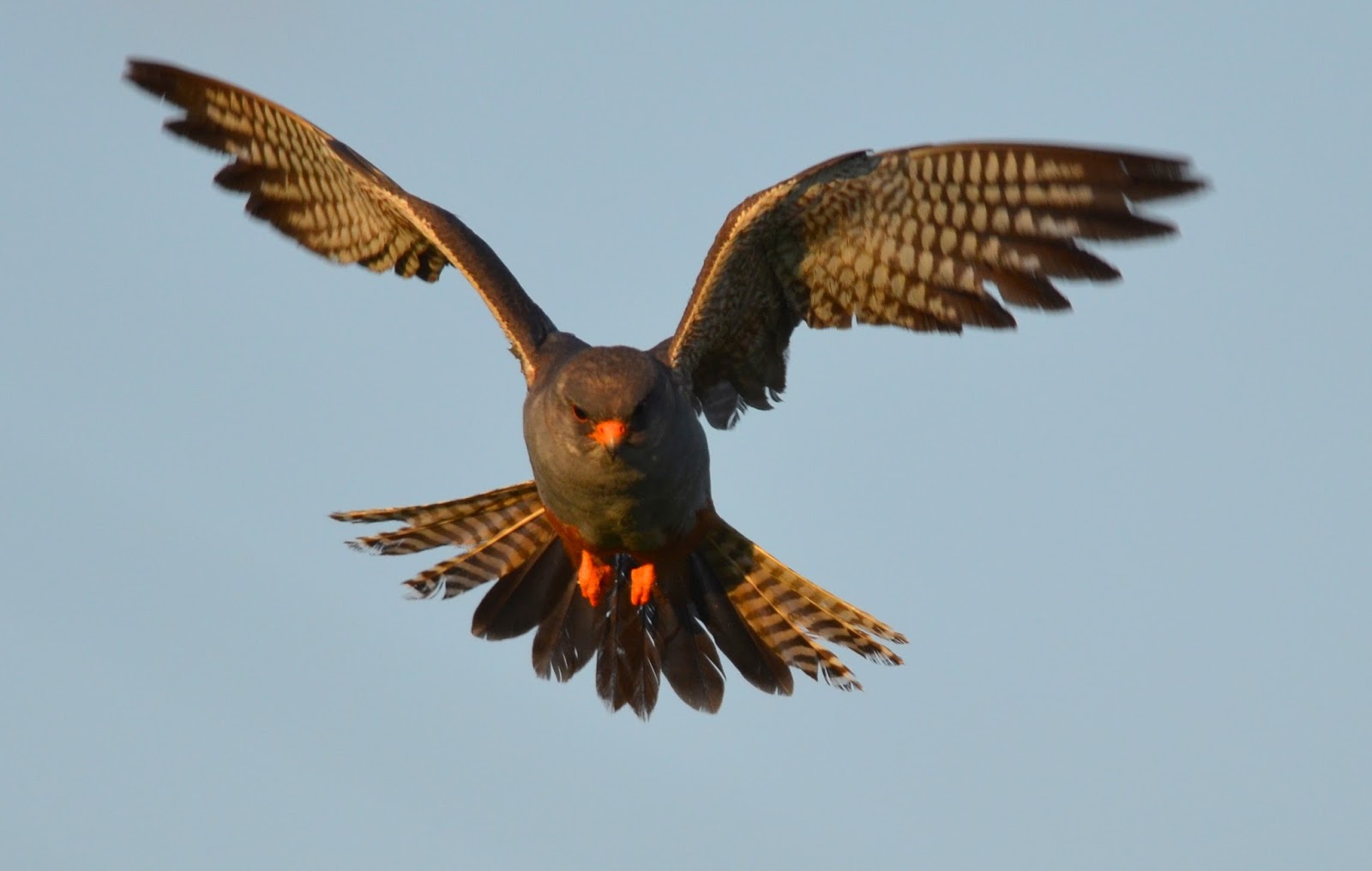The Early Birder: Red-footed Falcon