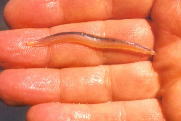 Morgan's Environmental Blog: Amphioxus