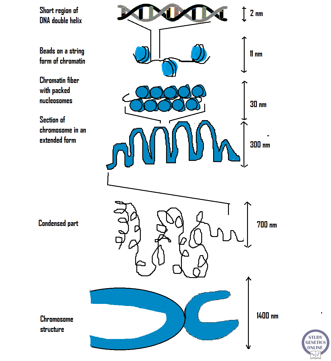 Study Genetics Online: Packaging of eukaryotic chromosomes