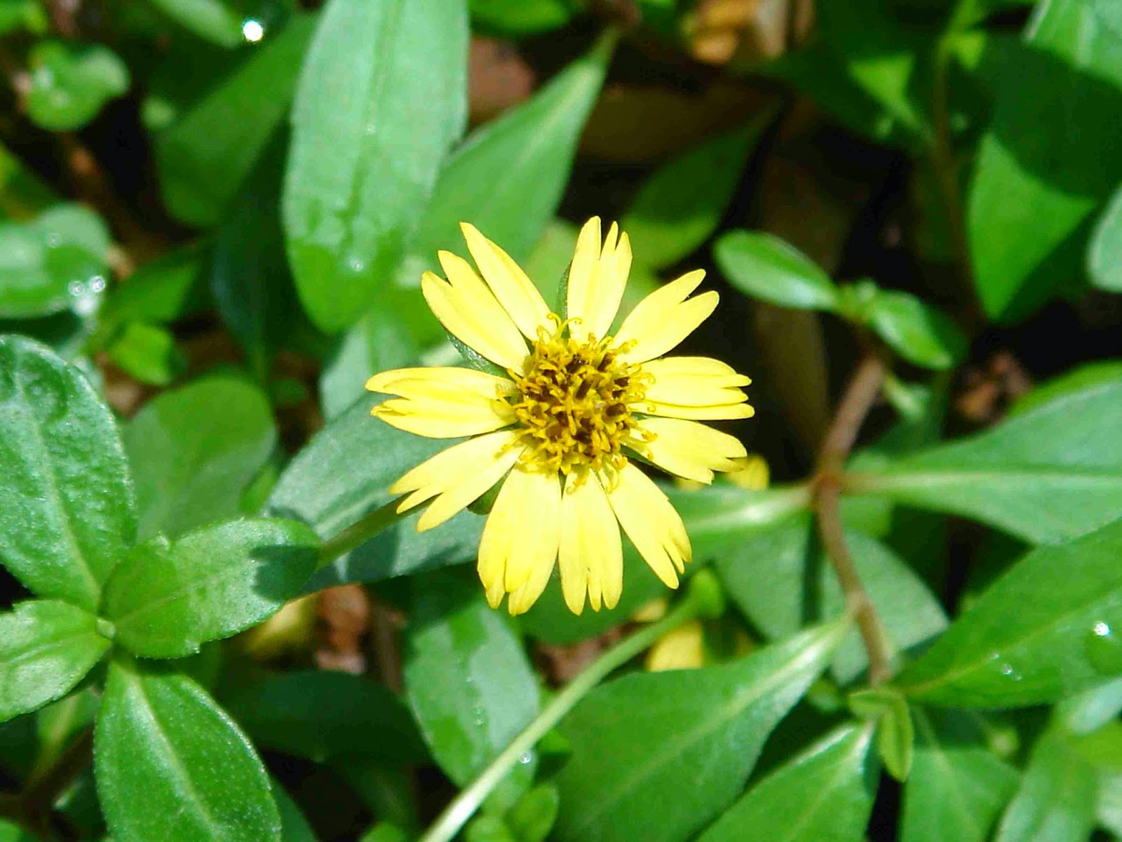 Herbal Plants: கரிசலாங்கண்ணி - Eclipta prostrata - False Daisy ...