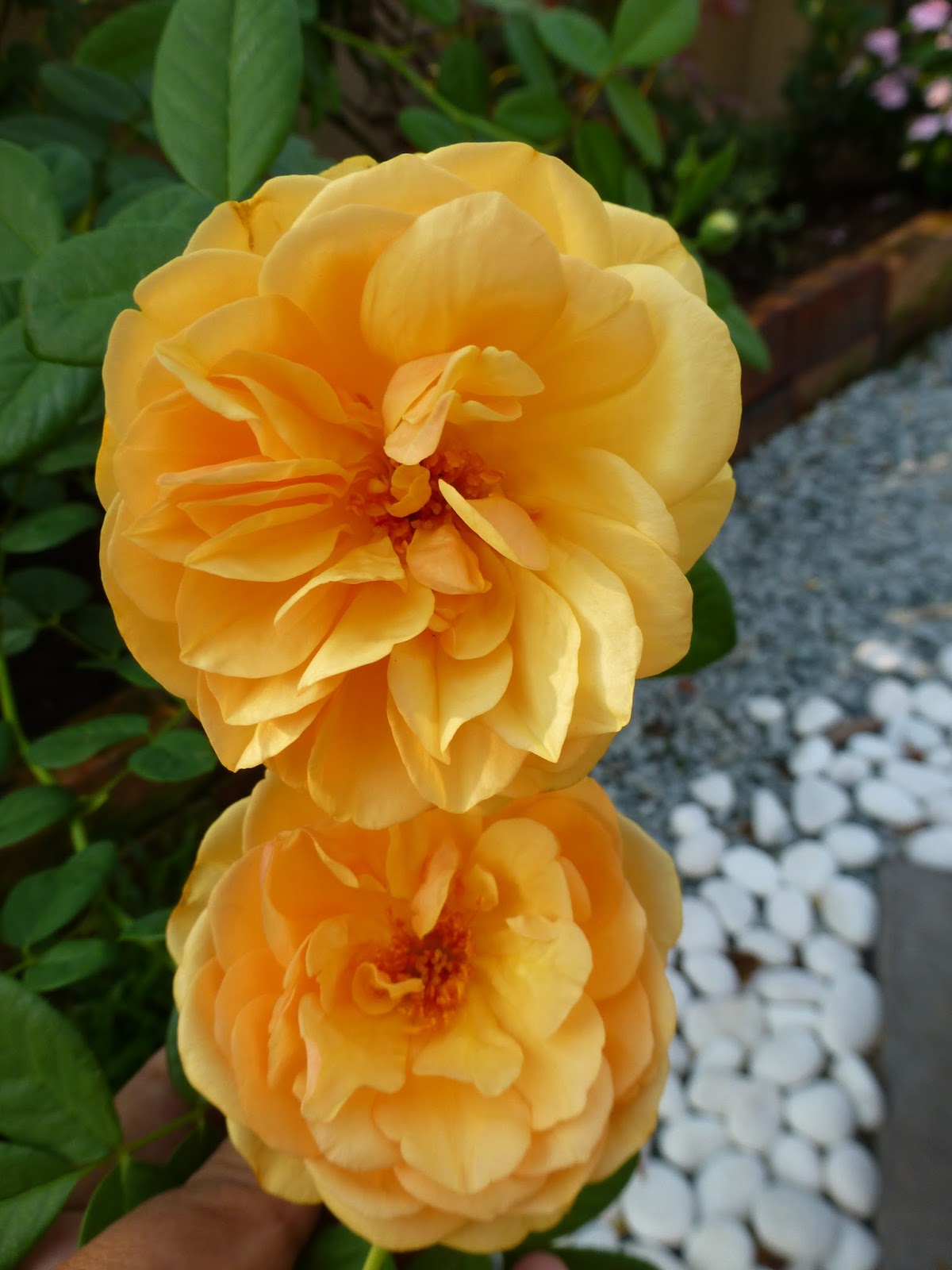 RESEPI NENNIE KHUZAIFAH: Bunga-bunga ros di Taman Ros Nannie