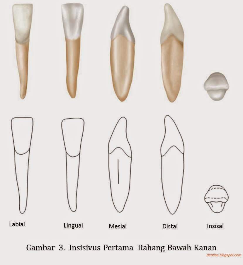Morfologi Gigi Permanen ~ Dent-ias || notes