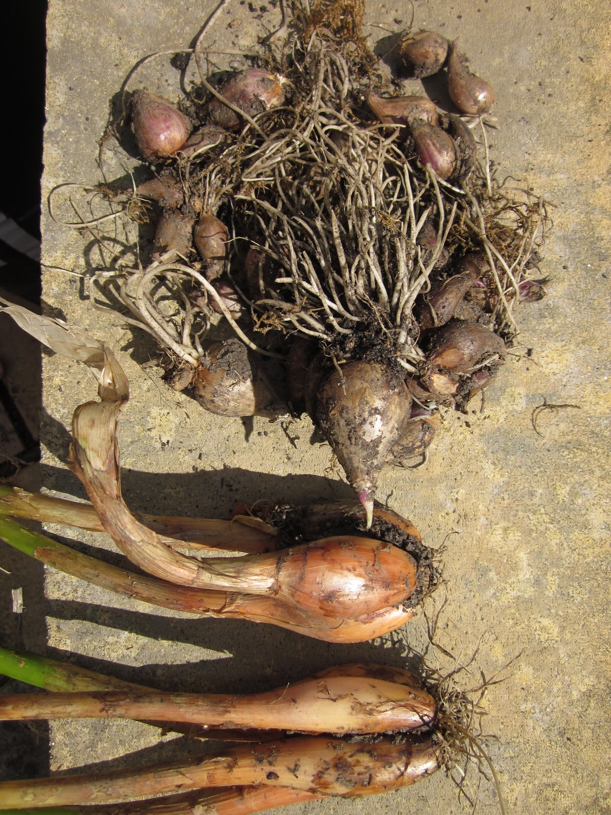 Echalote Grise: Final Update