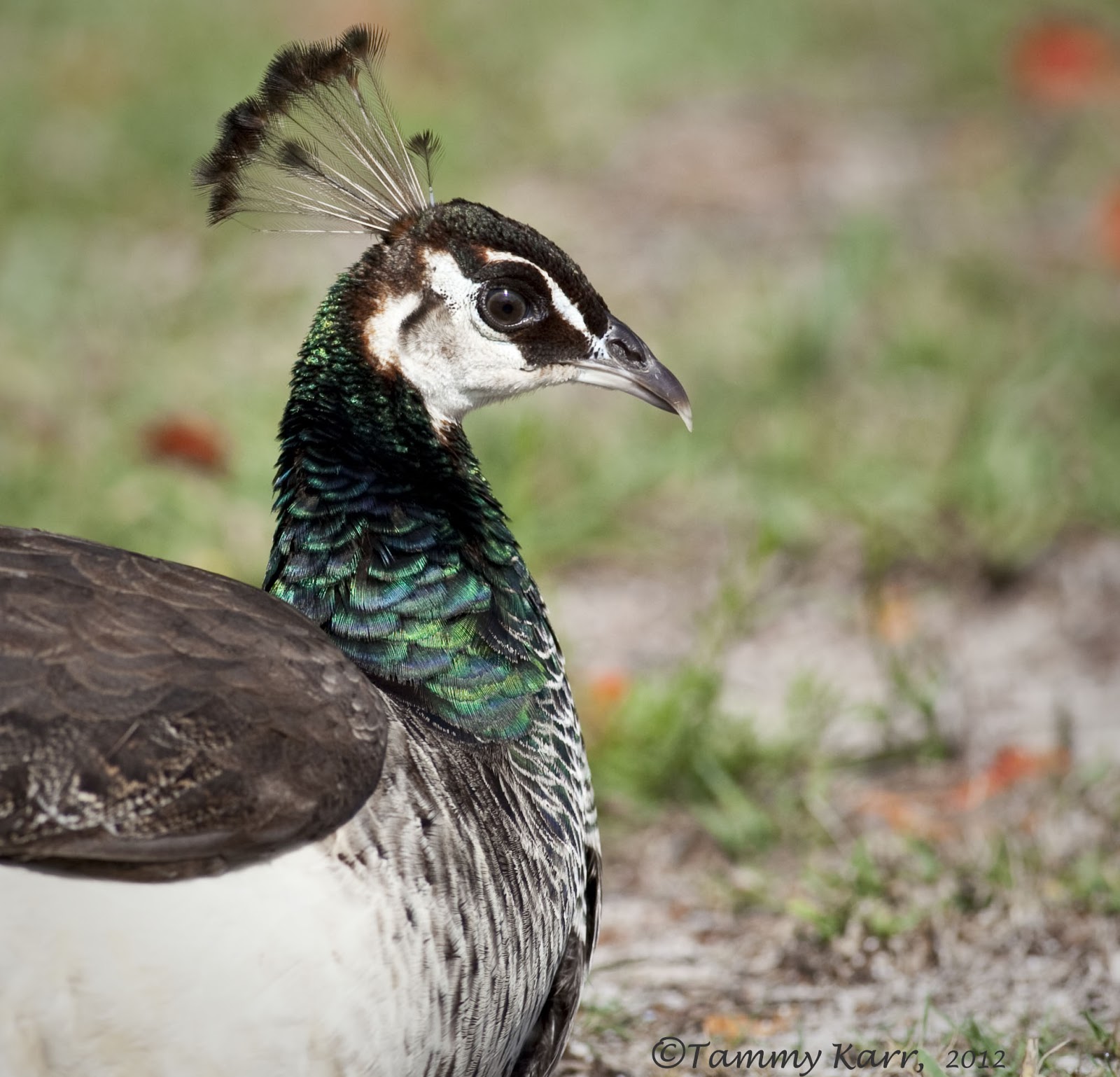 Birding Is Fun!: It's a Boy!