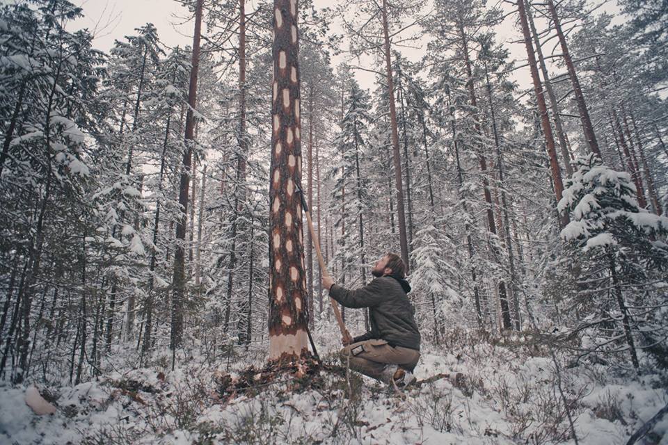 挪威樹皮環切技術 Ringbarking in Norwegian | 樹沃客樹藝