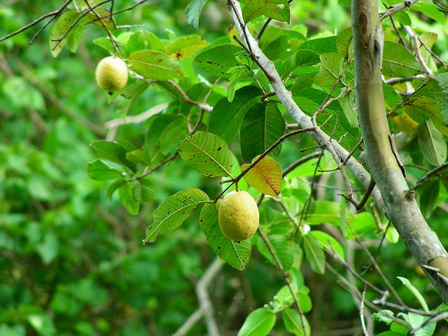 PHILIPPINE HERBAL PLANTS AND THEIR USES: BAYABAS