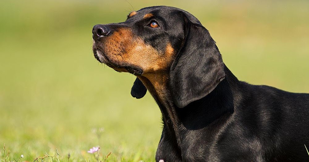 dog side stories: Slovensky Kopov / Slovak Hound (Σλοβάκικος Ιχνηλάτης)