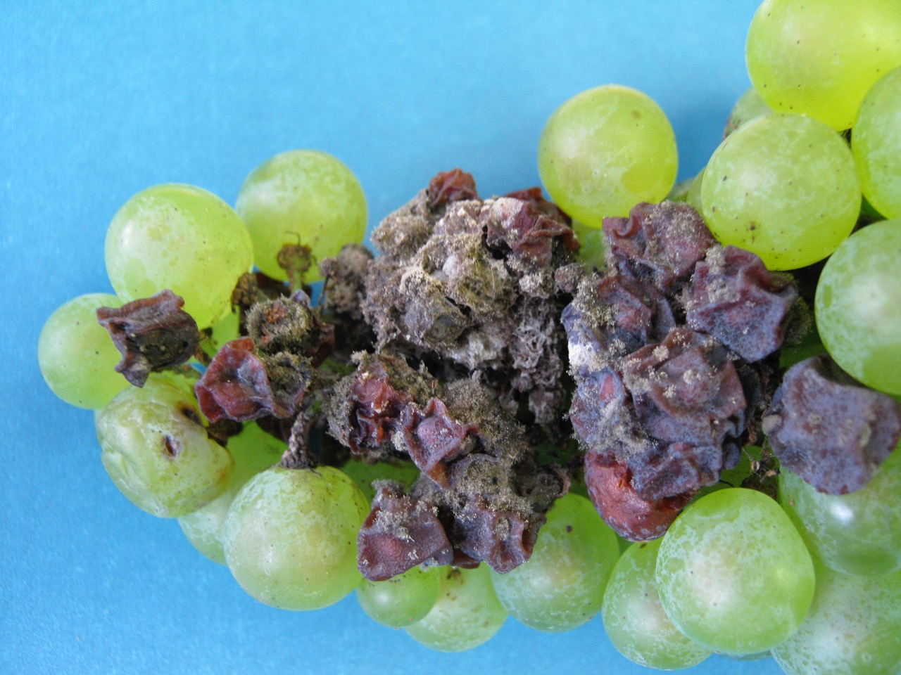 At bloom Botrytis and ripe rot management tips – Virginia Grape Disease ...
