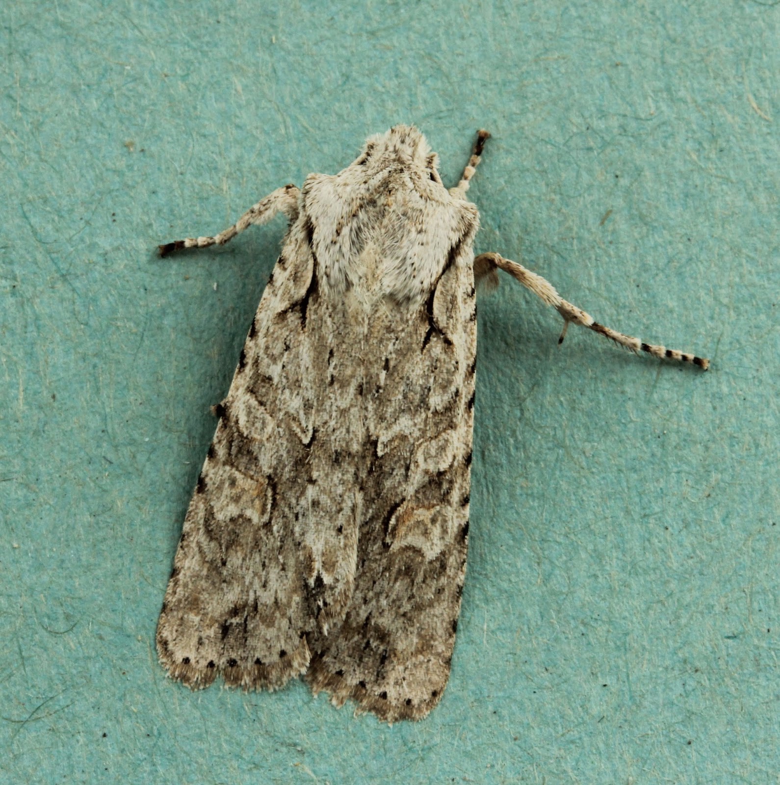 Ceredigion Moths: Yellow Horned, Early Grey and one Grey One Grey ...