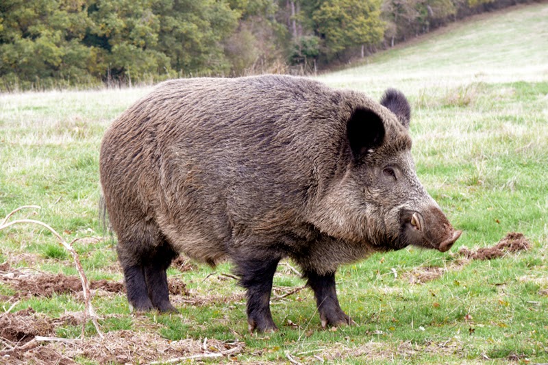 J de... Javali ~ Uma Questão De Alimentação