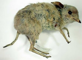 Lesser Bilby ~ World Extinct Animals