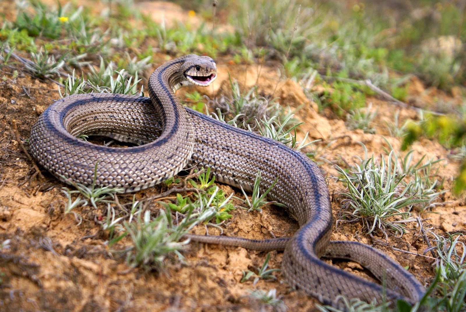 Flora y Fauna de las Sierras de Jaén: CULEBRA DE ESCALERA
