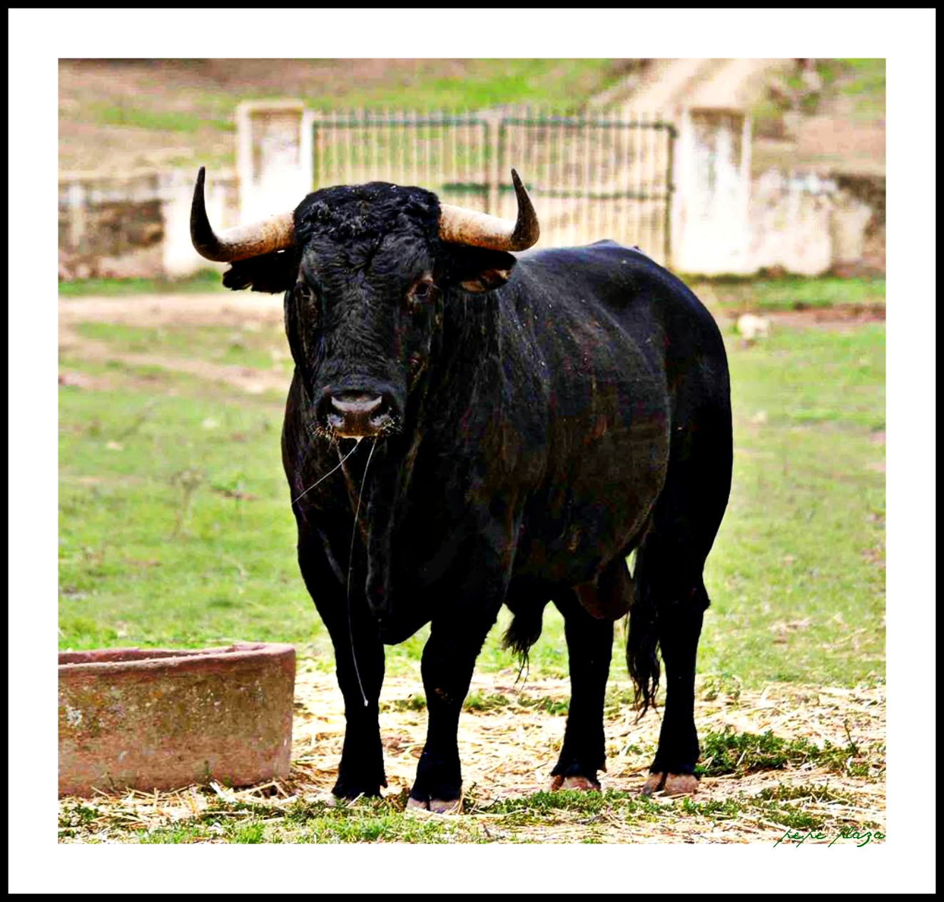 El Paseillo: Pasen y vean...