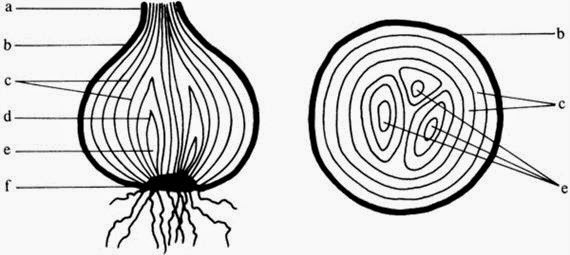A MAGYAROK TUDÁSA: A HAGYMA üzenete - Spiriteve írása