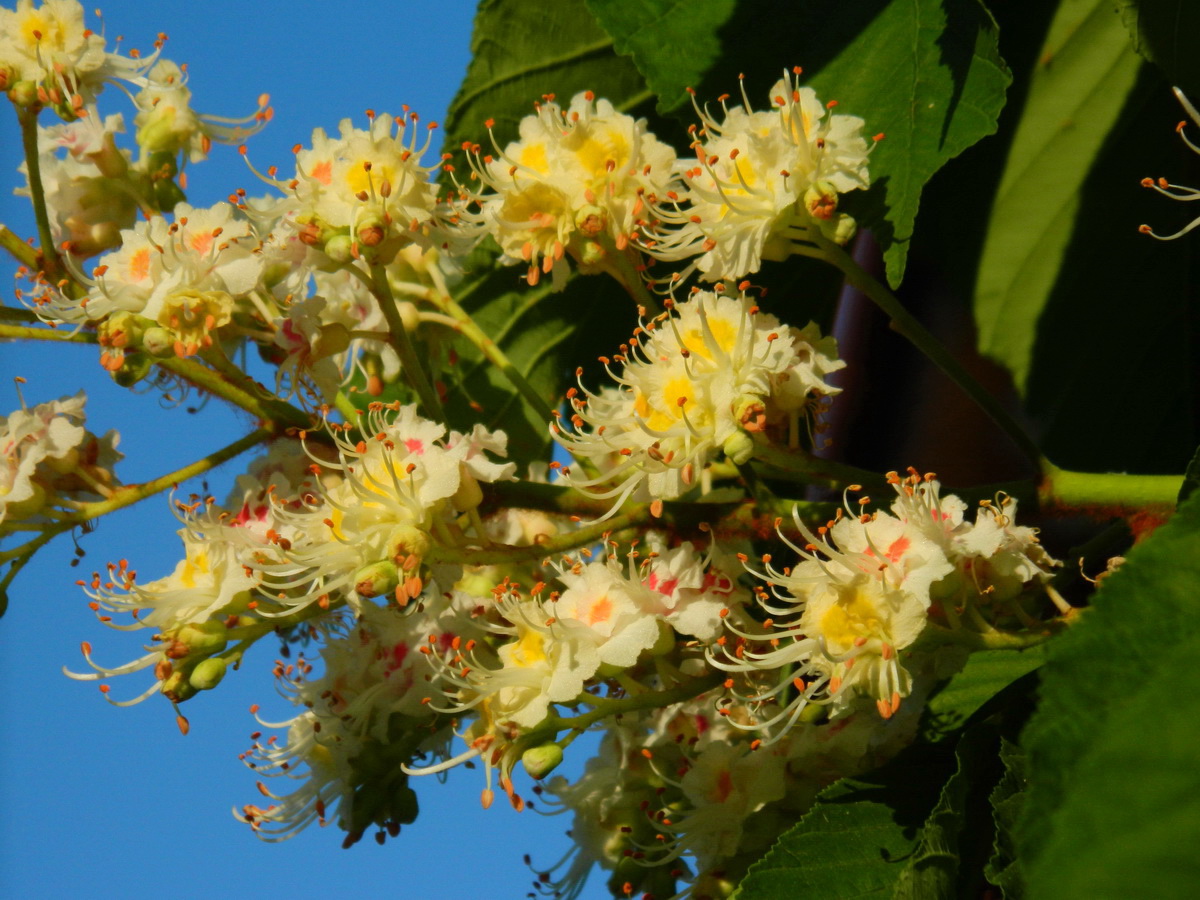 LA MULTI ANI, ROMANIA!: Flori de castan